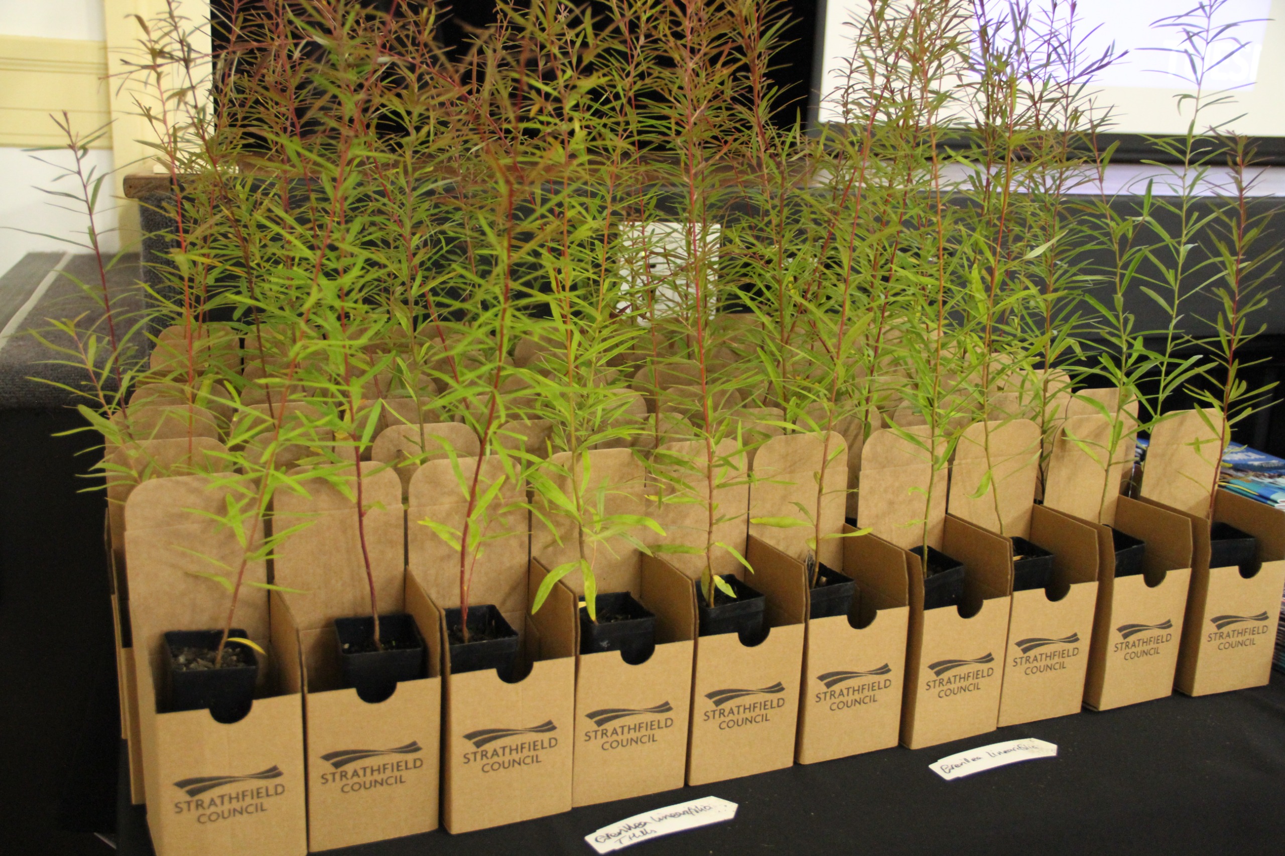 Citizenship Plants Survey | Have Your Say Strathfield